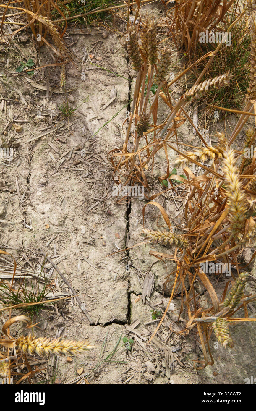 Parched earth in wheat crop UK Stock Photo - Alamy