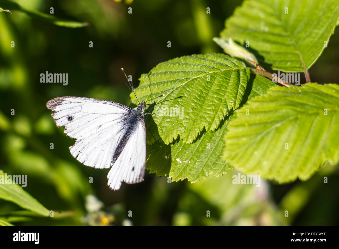 Portrait of a common forest butterfly Stock Photo - Alamy