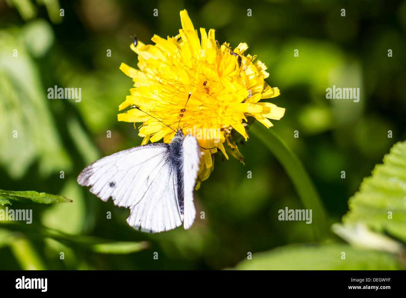 Portrait of a common forest butterfly Stock Photo - Alamy
