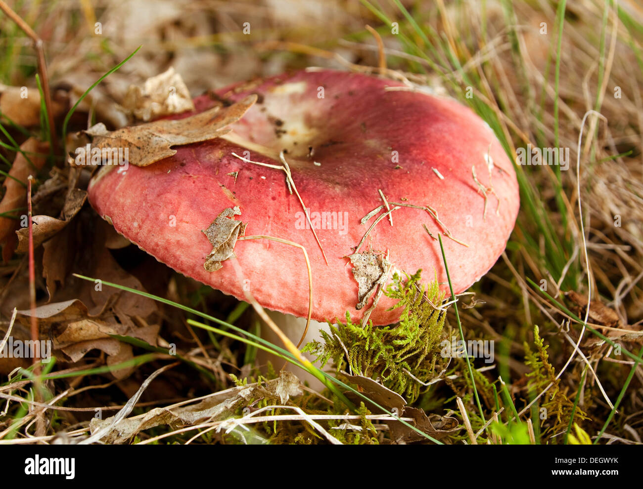 Pink mushroom closeup in forest Stock Photo - Alamy