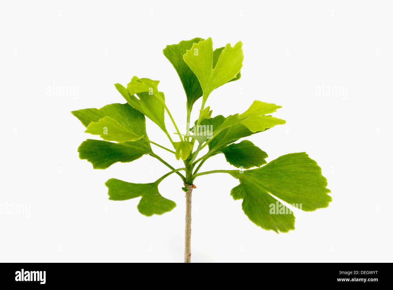 Ginkgo sheet hi-res stock photography and images - Alamy