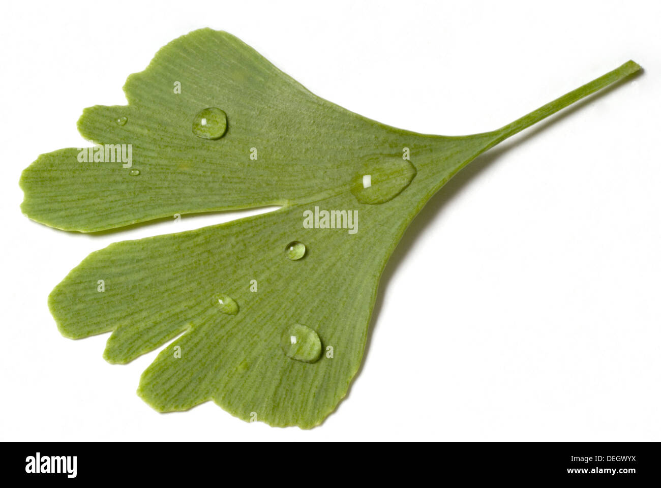 Ginkgo sheet hi-res stock photography and images - Alamy