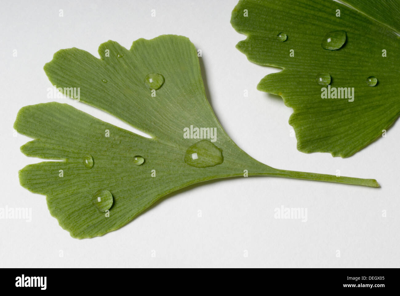 Ginkgo sheet hi-res stock photography and images - Alamy