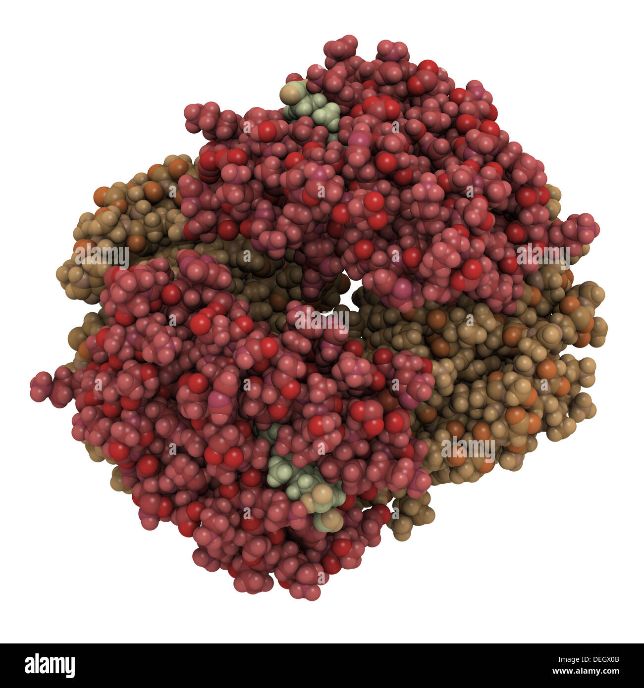 Hemoglobin (haemoglobin, Hb), chemical structure. Found in red blood ...