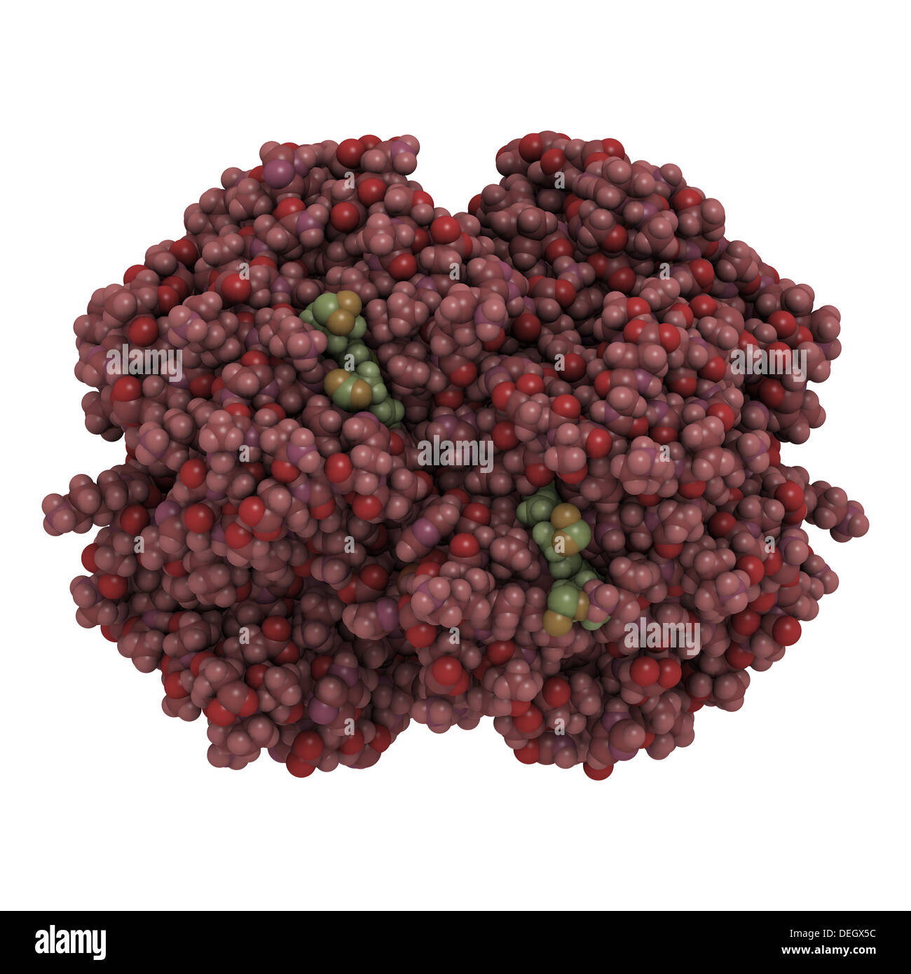 Hemoglobin (haemoglobin, Hb), chemical structure. Found in red blood ...