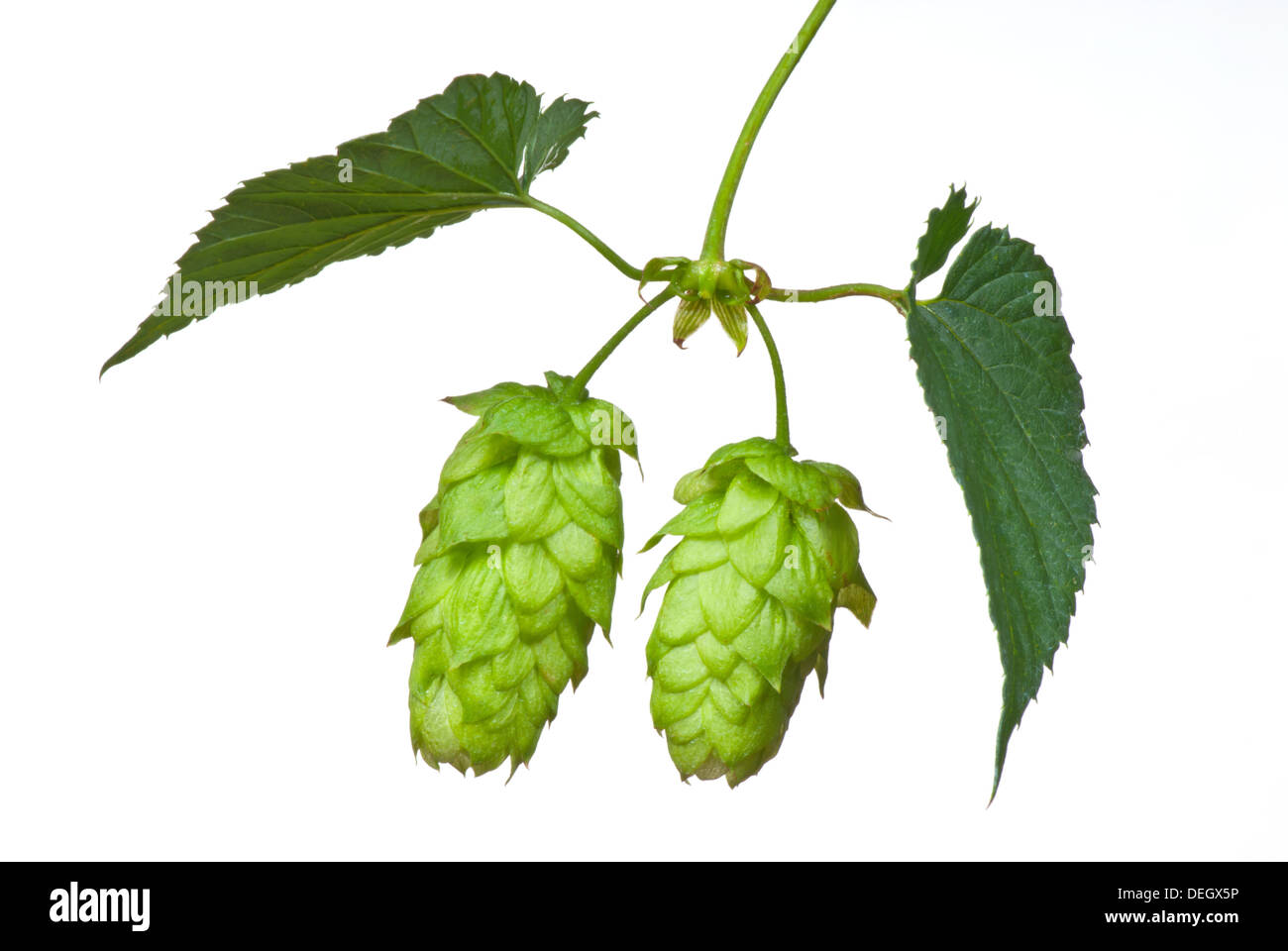 Hop crop hop cone hop garden hop garden Cut Out Stock Images & Pictures ...