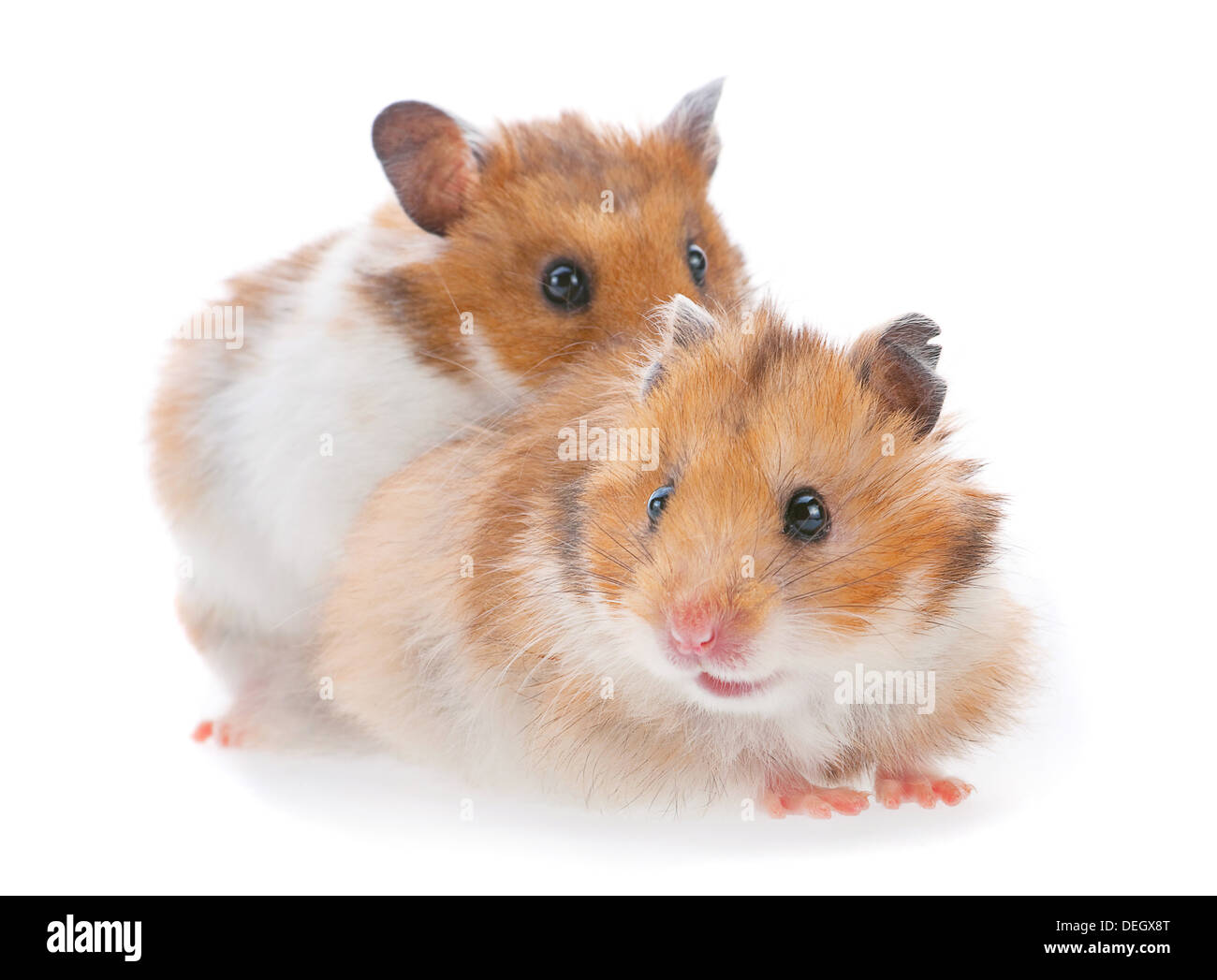 Two hamster closeup isolated on white Stock Photo - Alamy