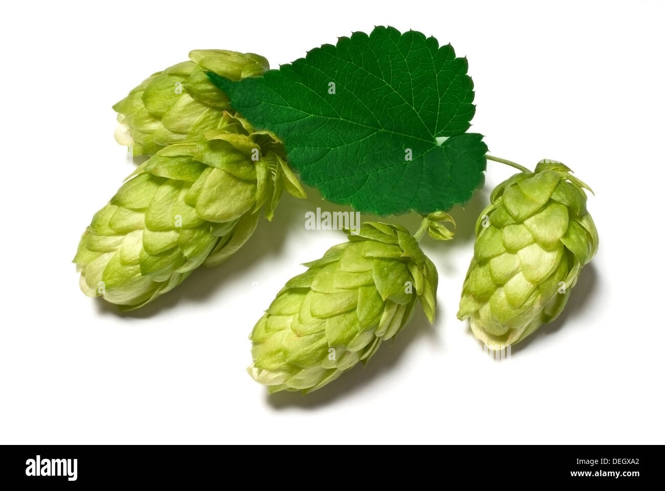 The brewery field Cut Out Stock Images & Pictures - Alamy