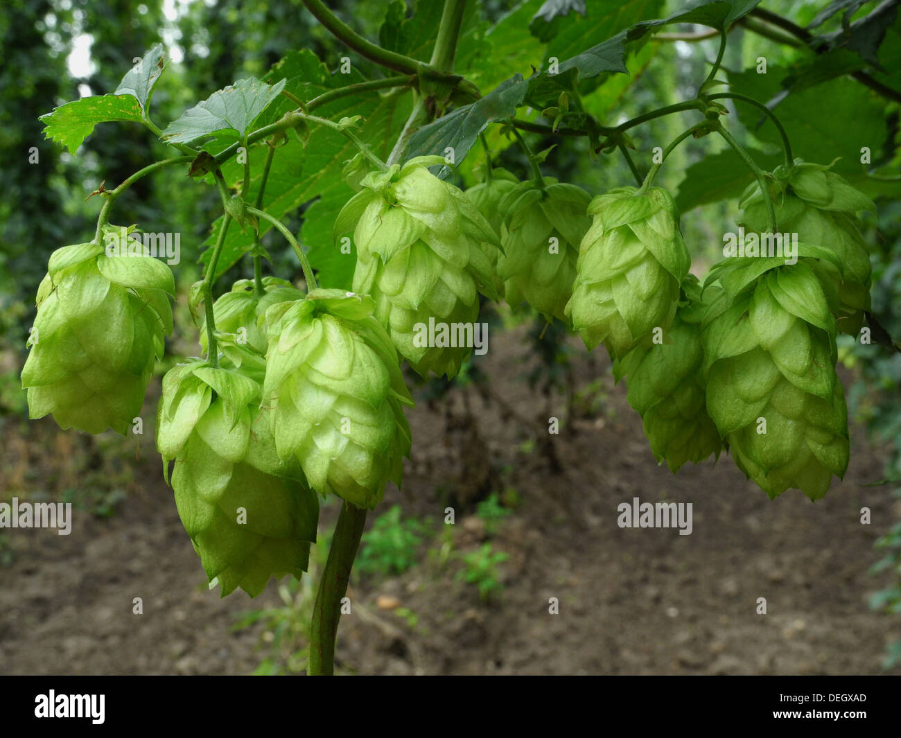 Crop hop cone hop garden field beer hi-res stock photography and images ...