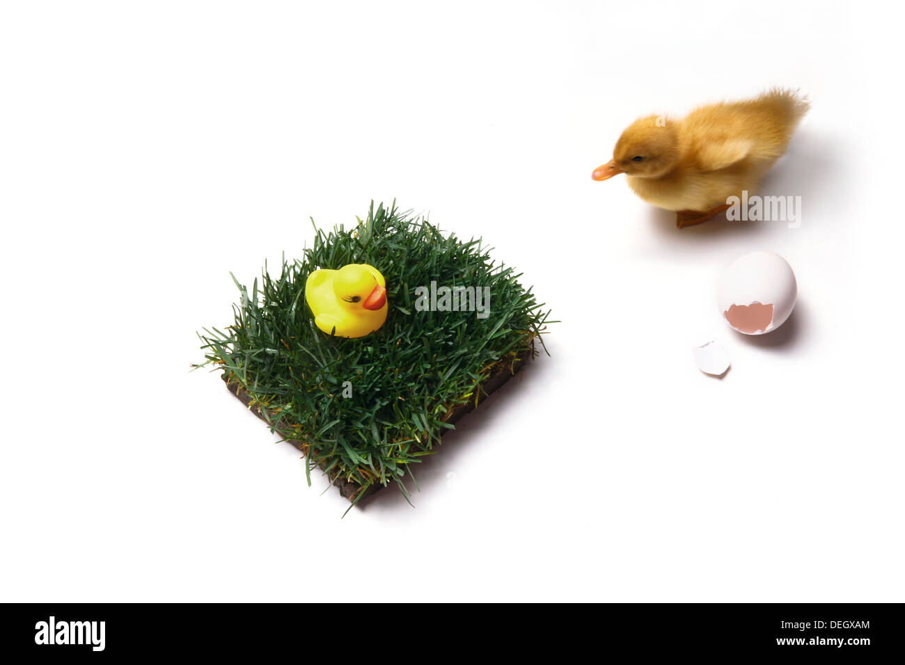 Duck standing by small lawn and broken eggshell with fake duck Stock ...