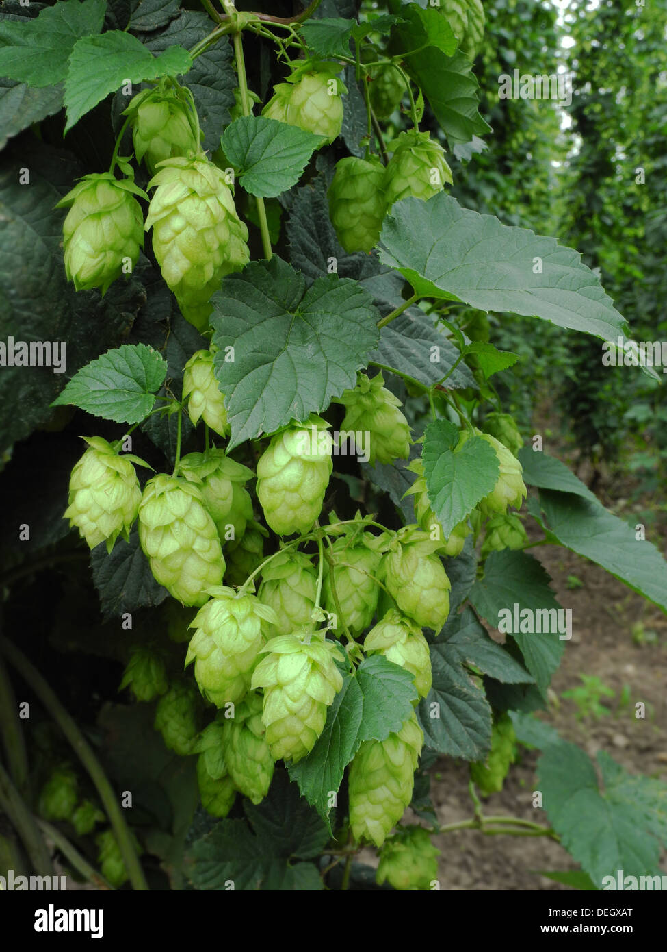 S s hop hi-res stock photography and images - Alamy