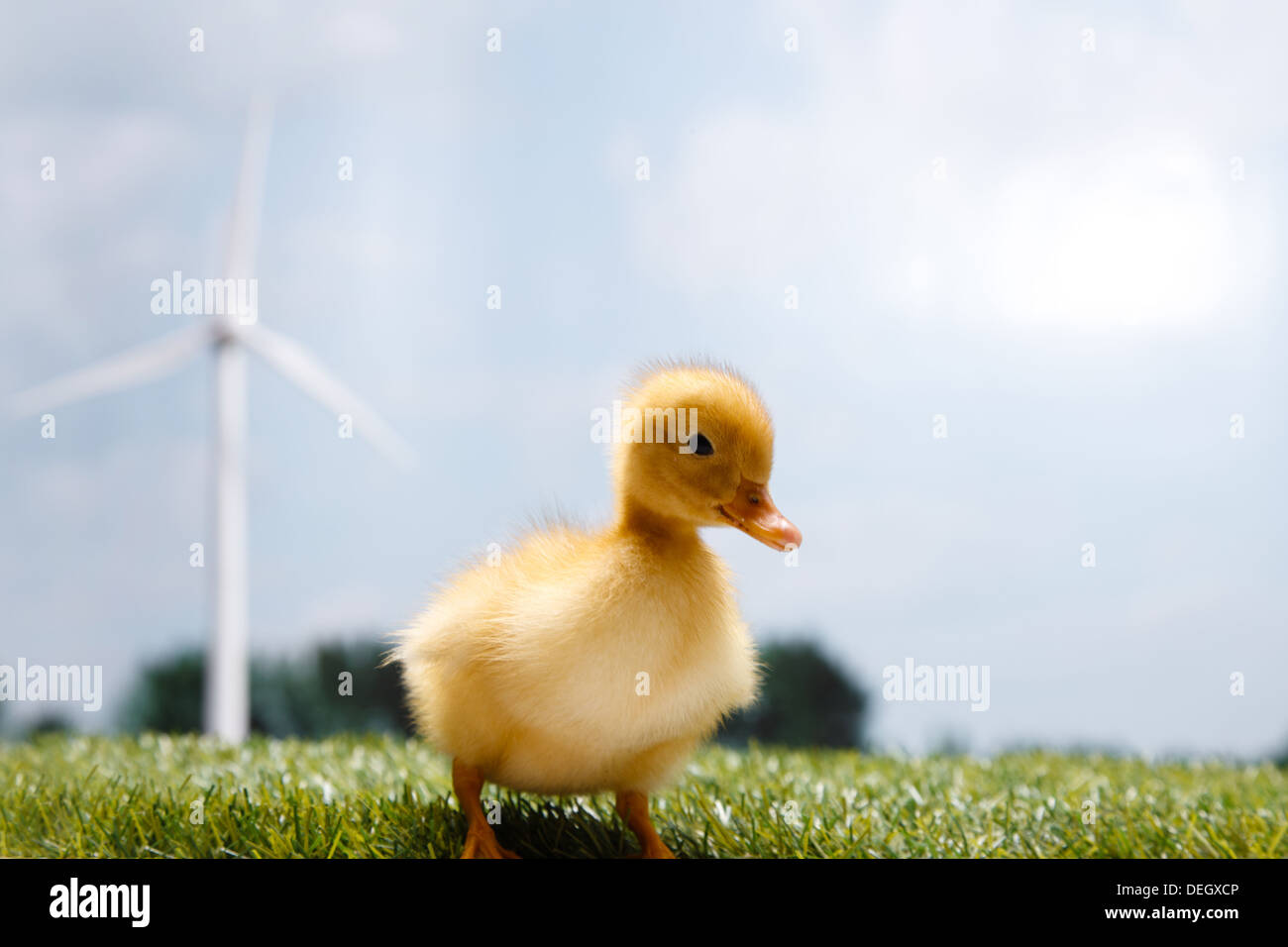 Fluffy duck standing hi-res stock photography and images - Alamy