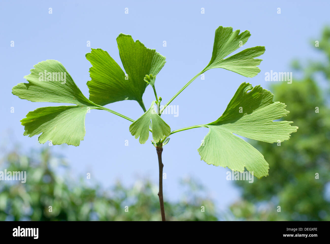 Ginkgo sheet hi-res stock photography and images - Alamy