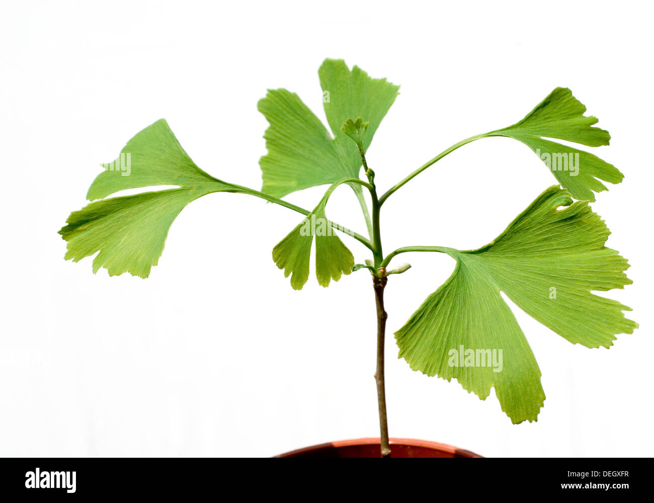 Ginkgo sheet hi-res stock photography and images - Alamy