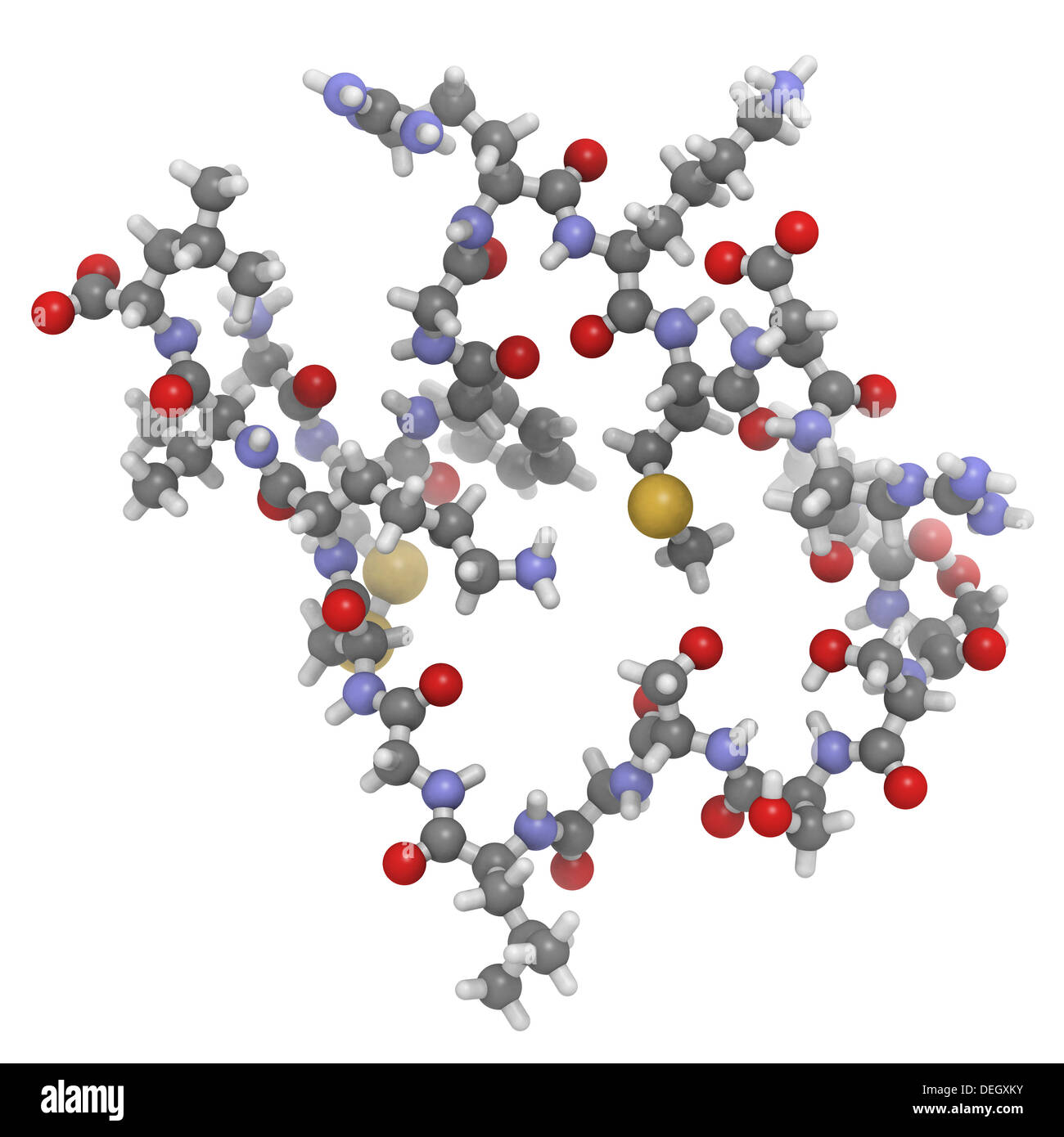 Brain or B-type natriuretic peptide (BNP) molecule. Decrease in the ...