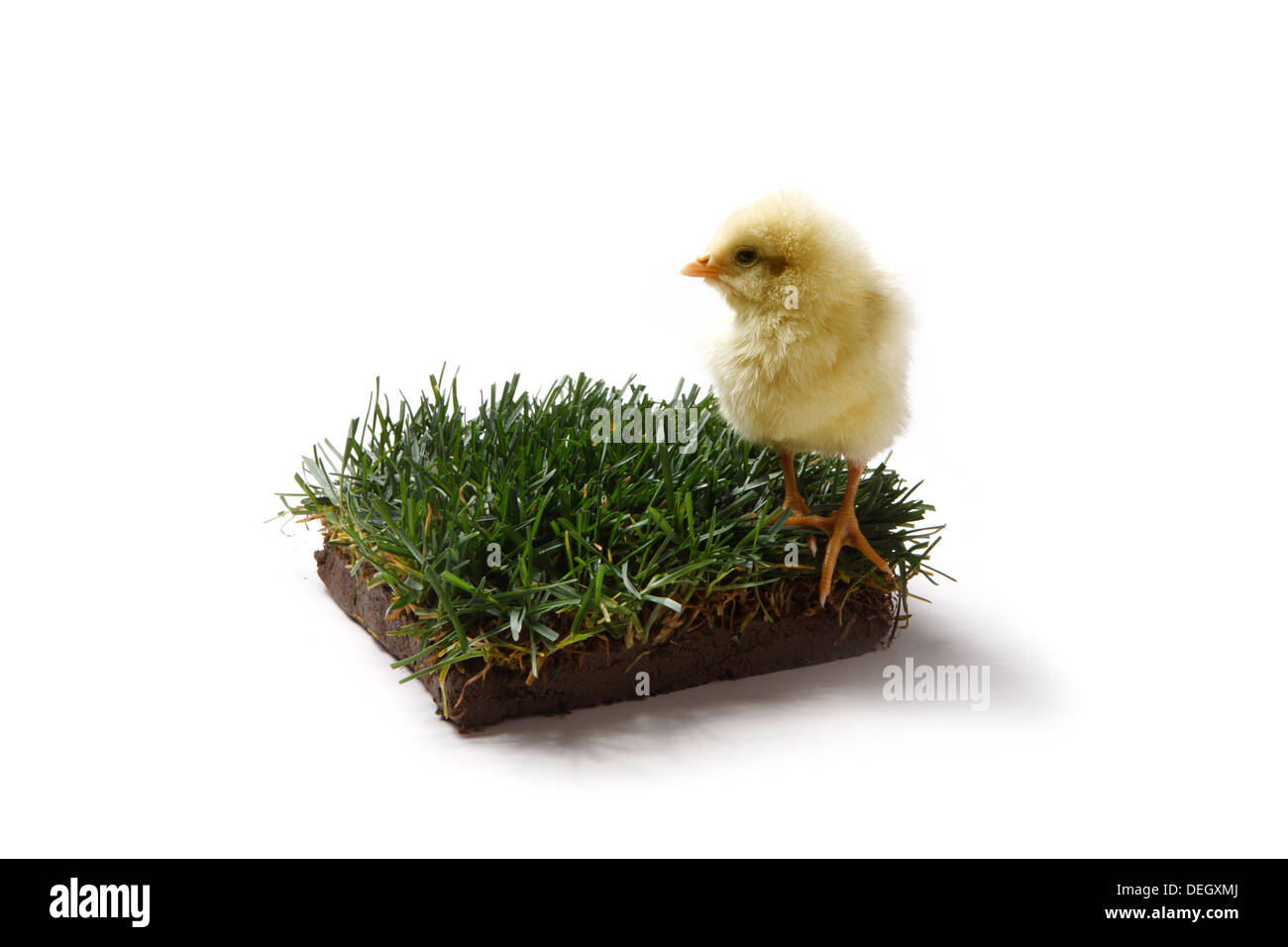 Lawn poultry Cut Out Stock Images & Pictures - Alamy