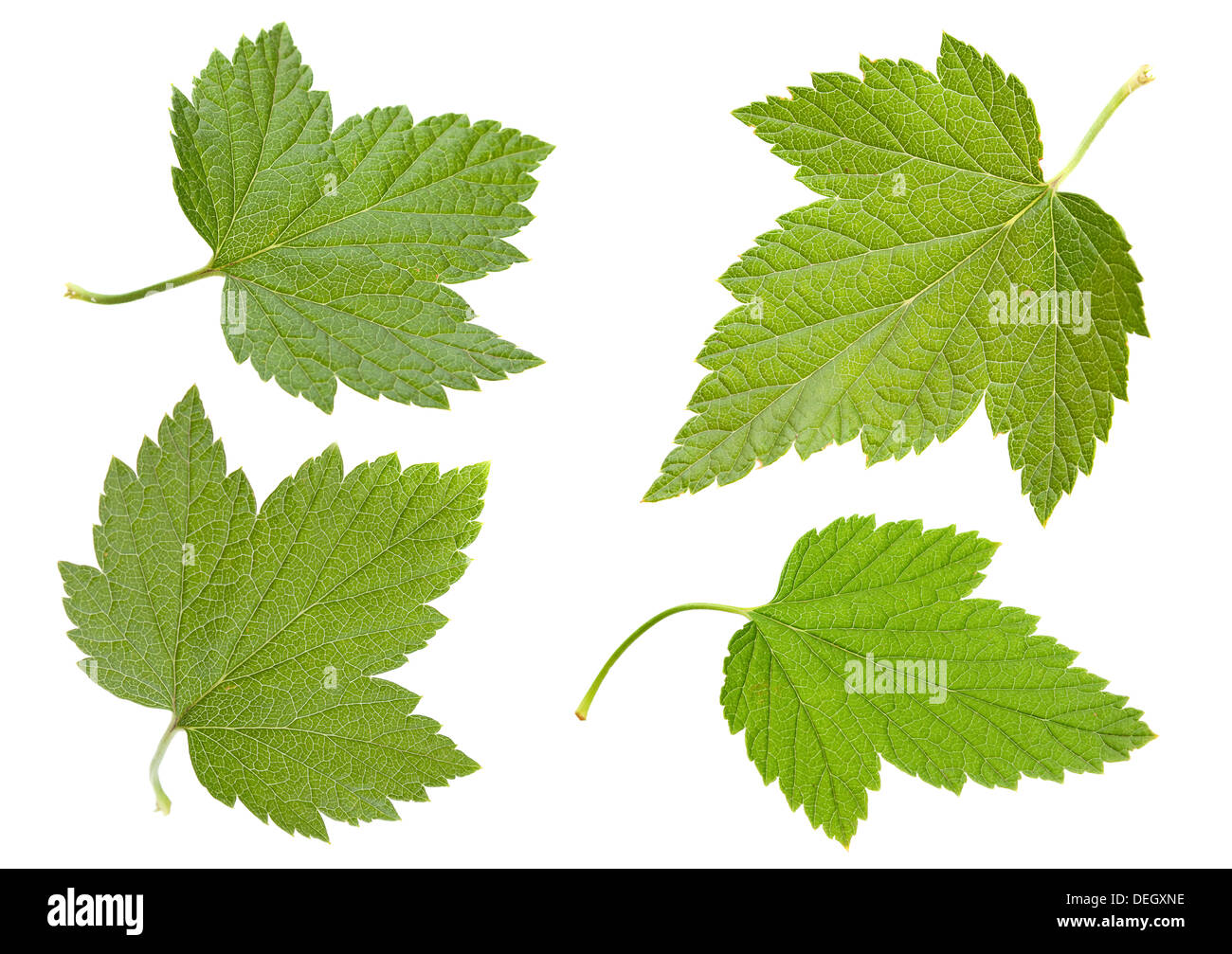 Black currant leaf set isolated on white Stock Photo - Alamy