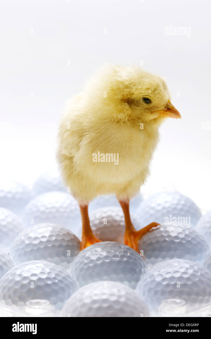 Fellow chick on golf balls Stock Photo - Alamy