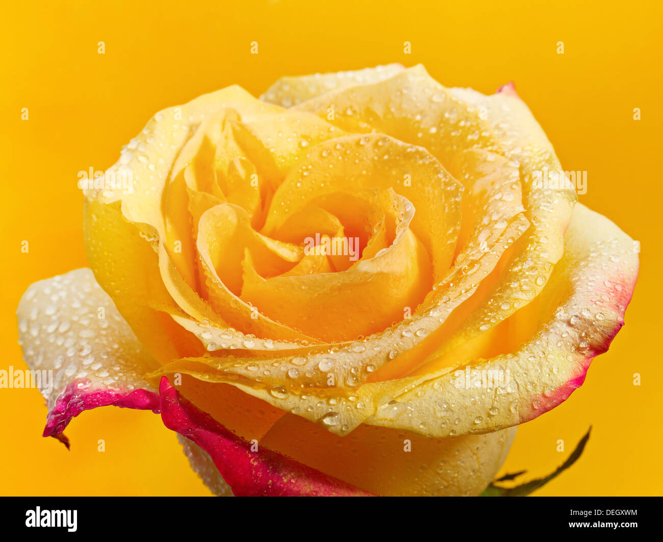 Rose head hi-res stock photography and images - Alamy