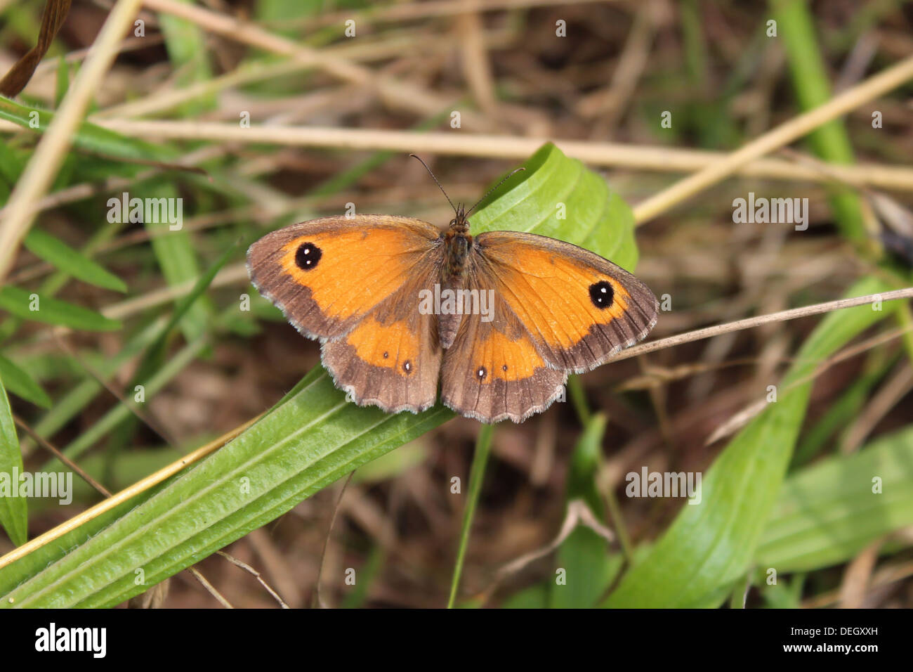 Female Gatekeeper butterfly Pyronia tithonus in a North Lincolnshire ...
