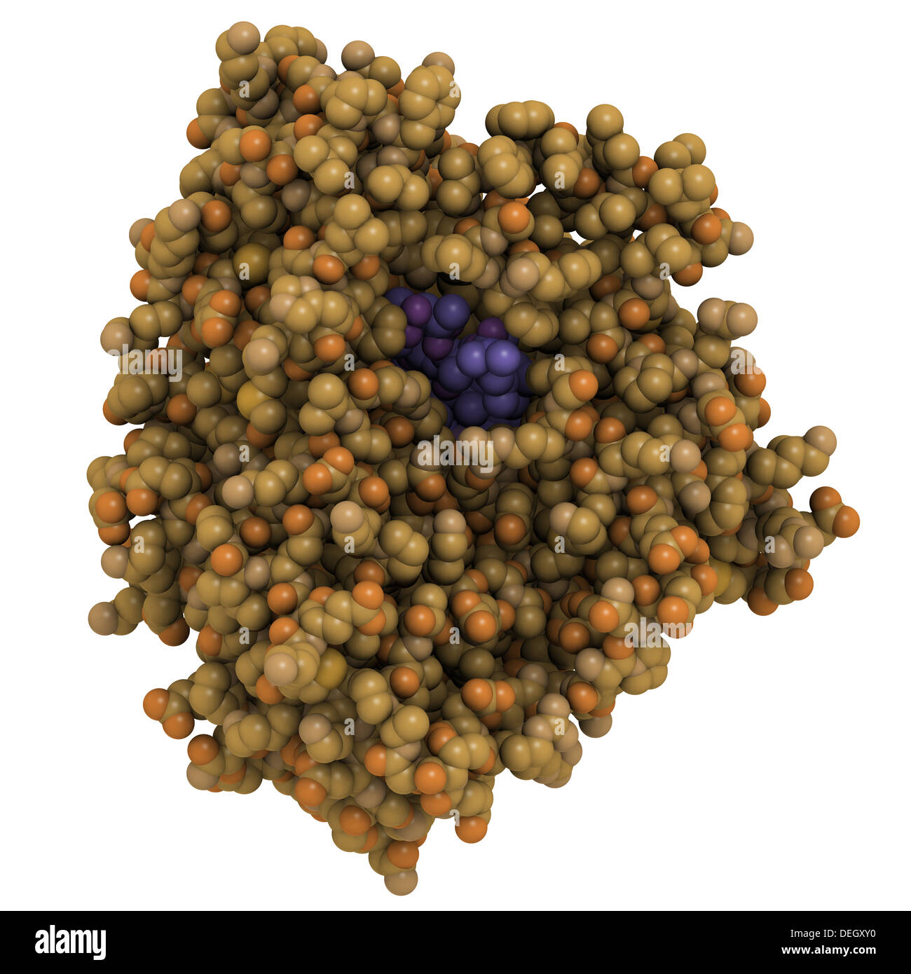 Cytochrome p450 (CYP3A4) protein molecule. Liver enzyme that plays an ...