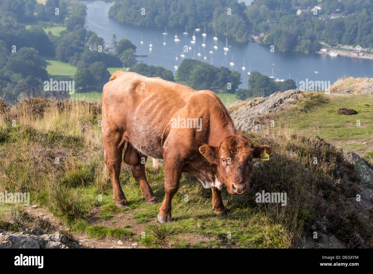 Luing bull up on Gummers How overlooking Lake Windermere Stock Photo ...