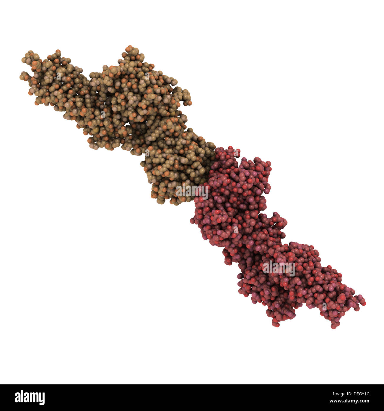 D-dimer fibrin degradation product. When found in the blood, D-dimers ...