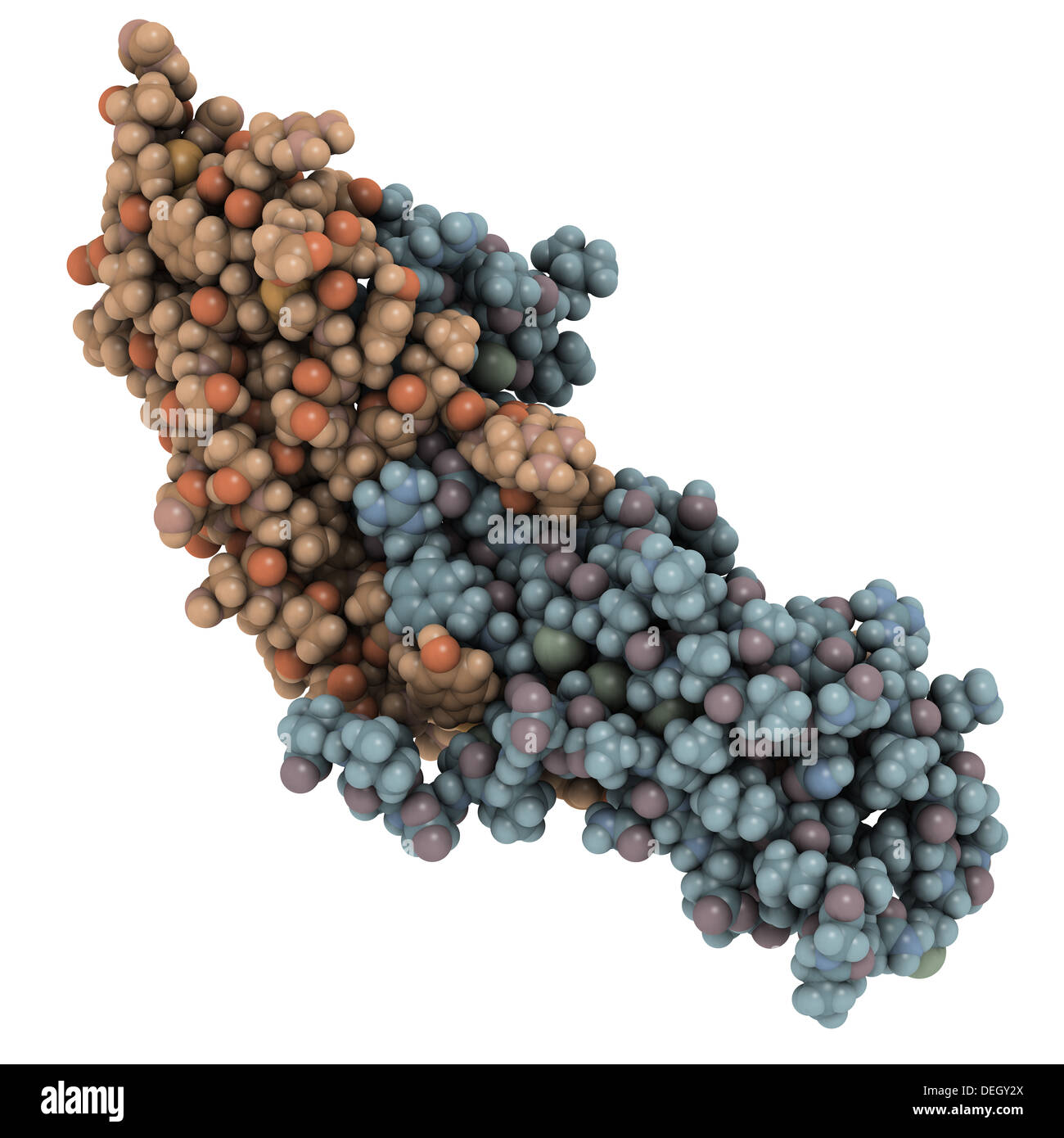 Human Follicle-stimulating hormone (FSH). Important in the regulation ...
