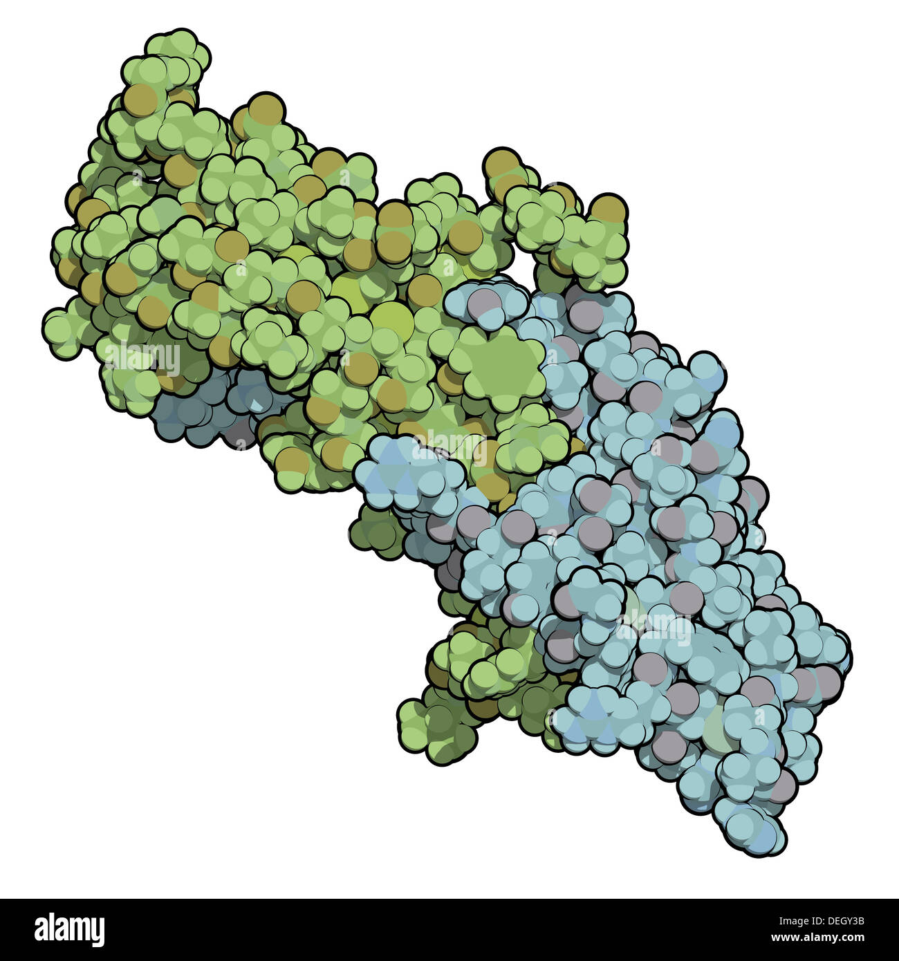 Human Follicle-stimulating hormone (FSH). Important in the regulation ...