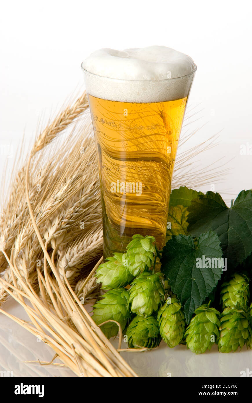 Suds alcohol beer glass ale hop hops beverage hi-res stock photography ...