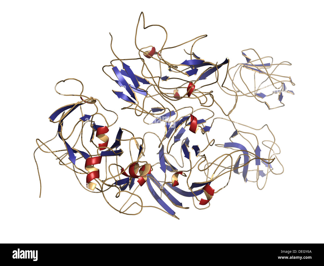 Coagulation factor VIII (FVIII, anti-hemophilic factor, AHF ...