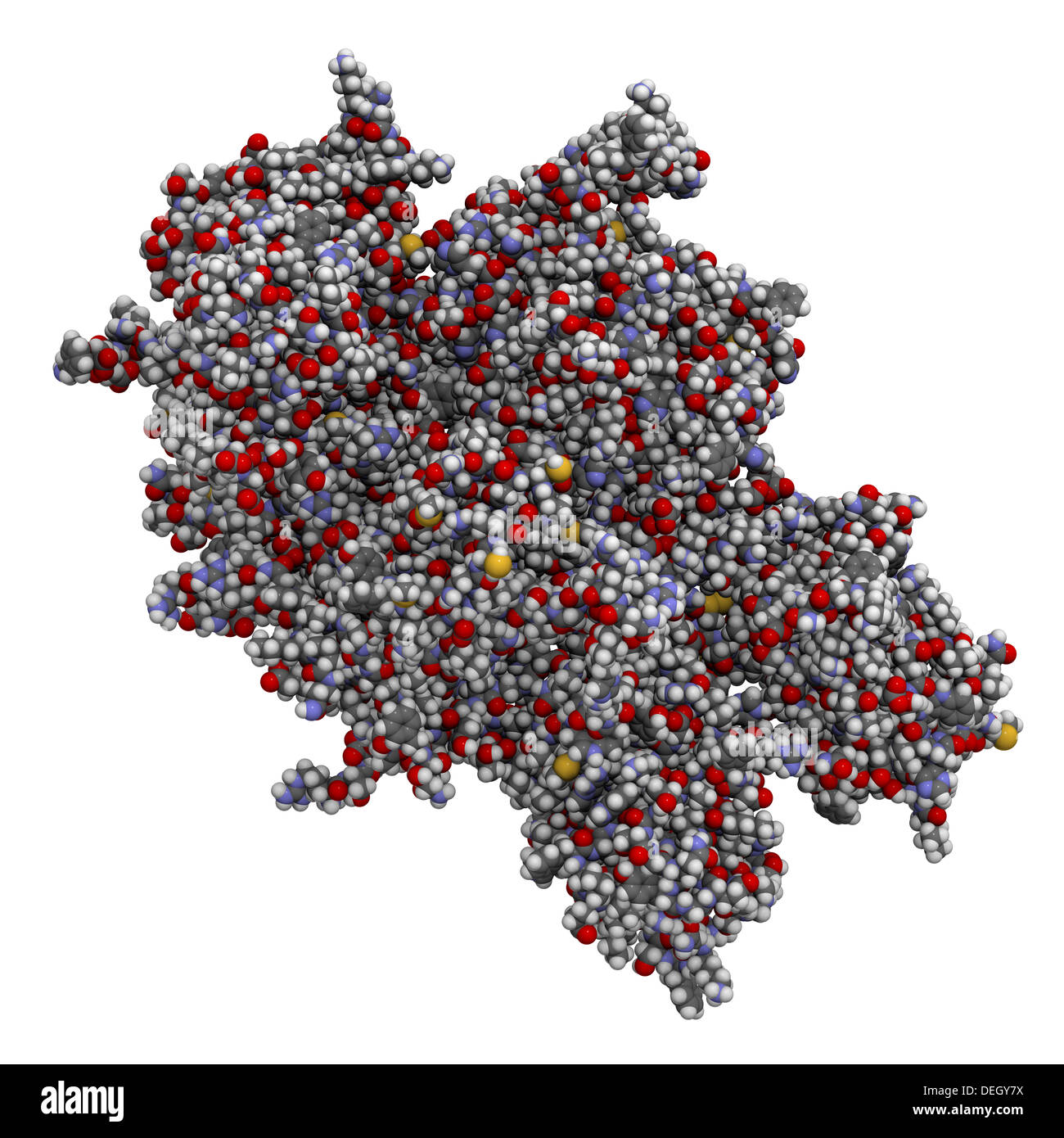 Coagulation factor VIII (FVIII, anti-hemophilic factor, AHF ...