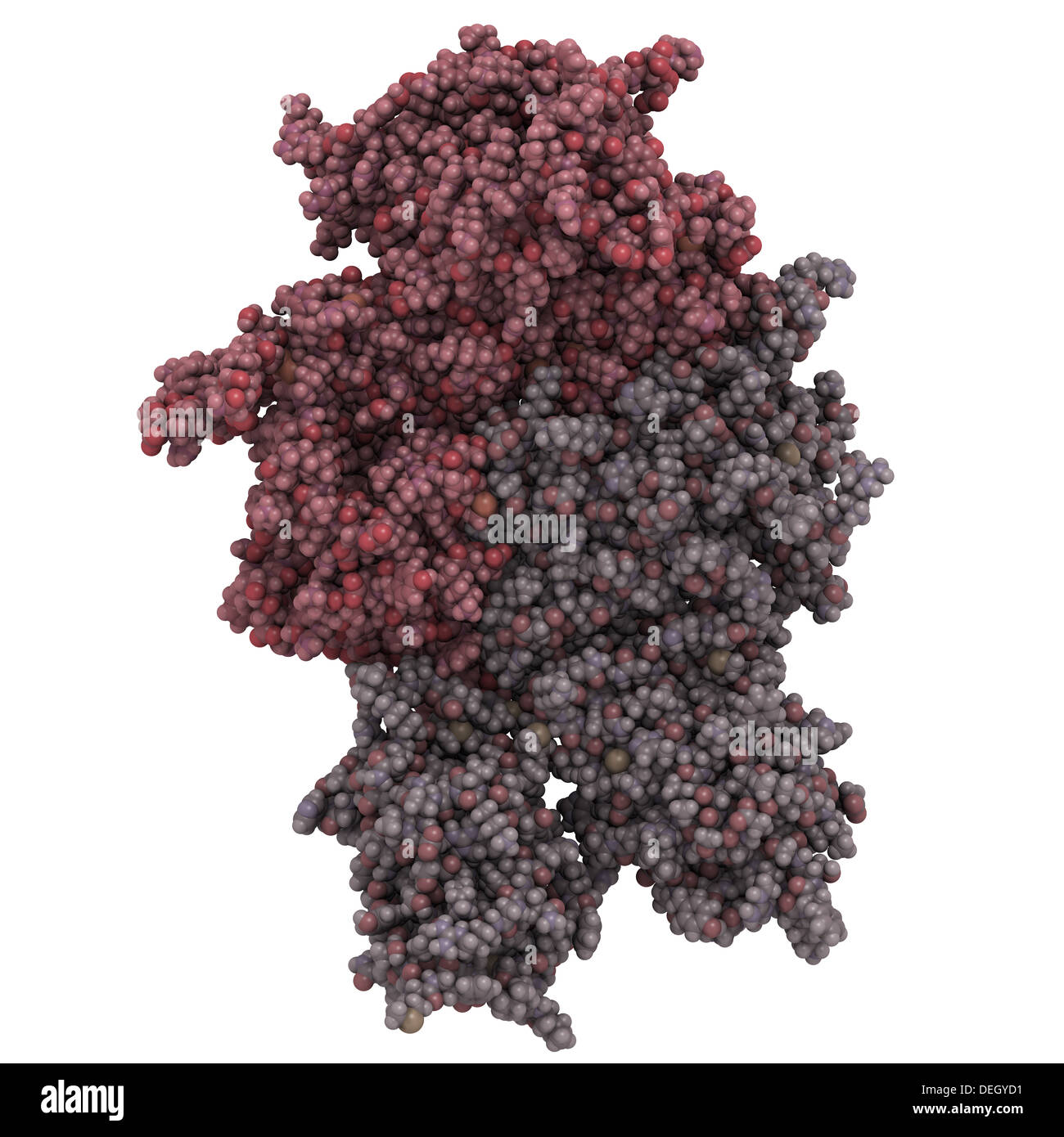 Coagulation factor VIII (FVIII, anti-hemophilic factor, AHF ...