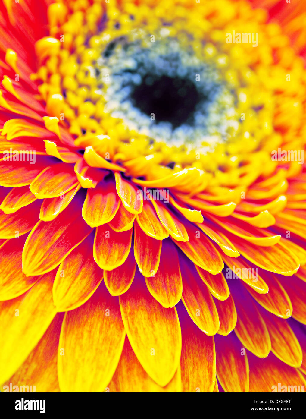 Gerbera flower hi-res stock photography and images - Alamy