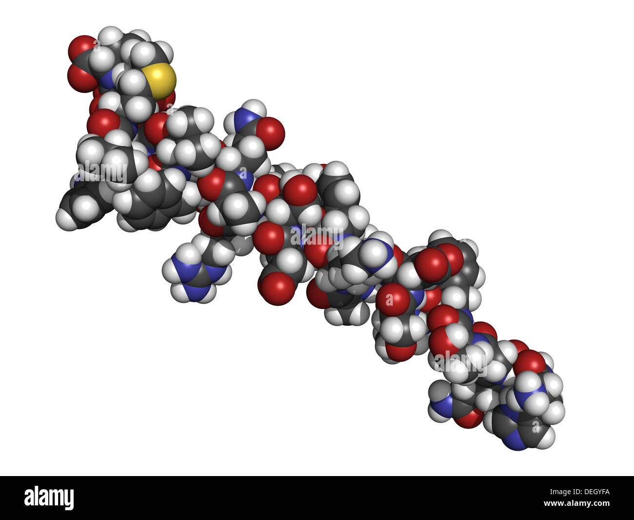 Glucagon peptide hormone molecule. Has the opposite effect of insulin ...