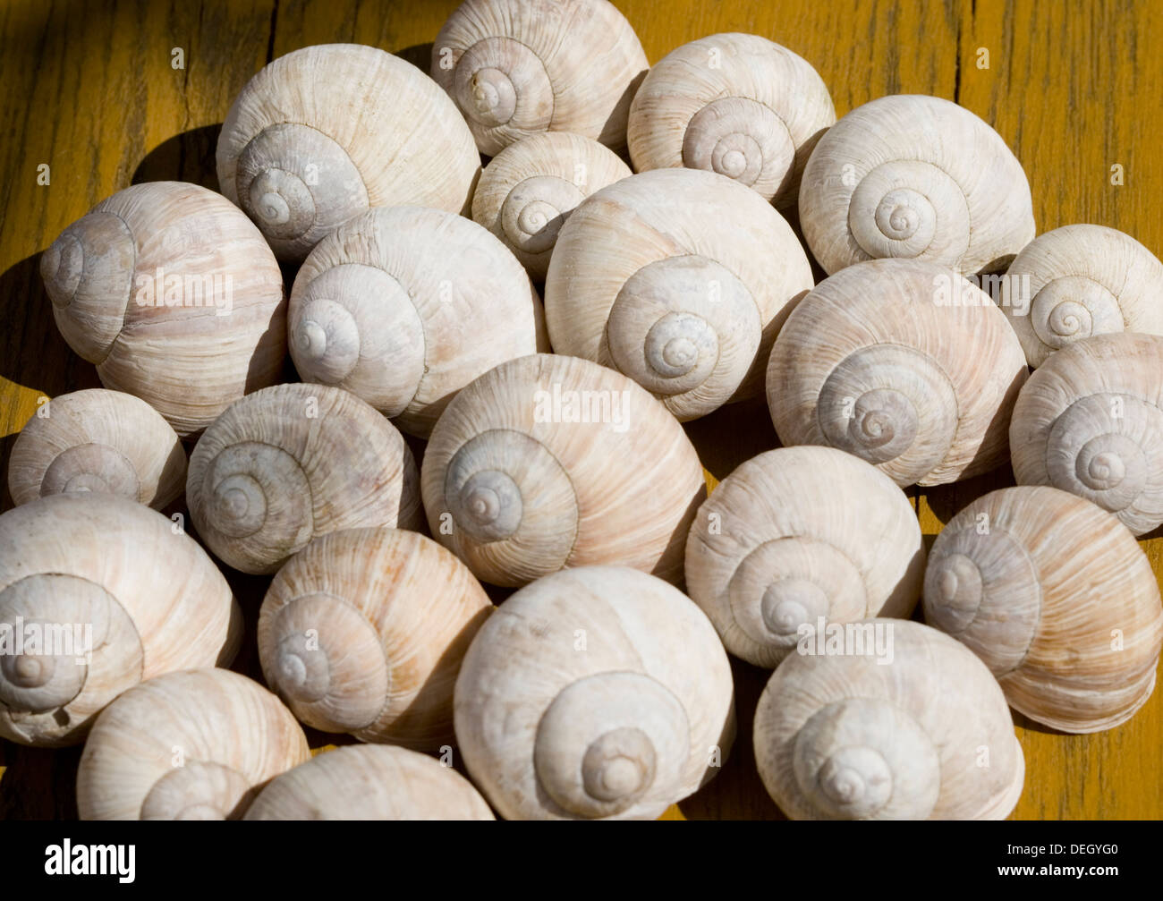 Snail shell texture hi-res stock photography and images - Alamy