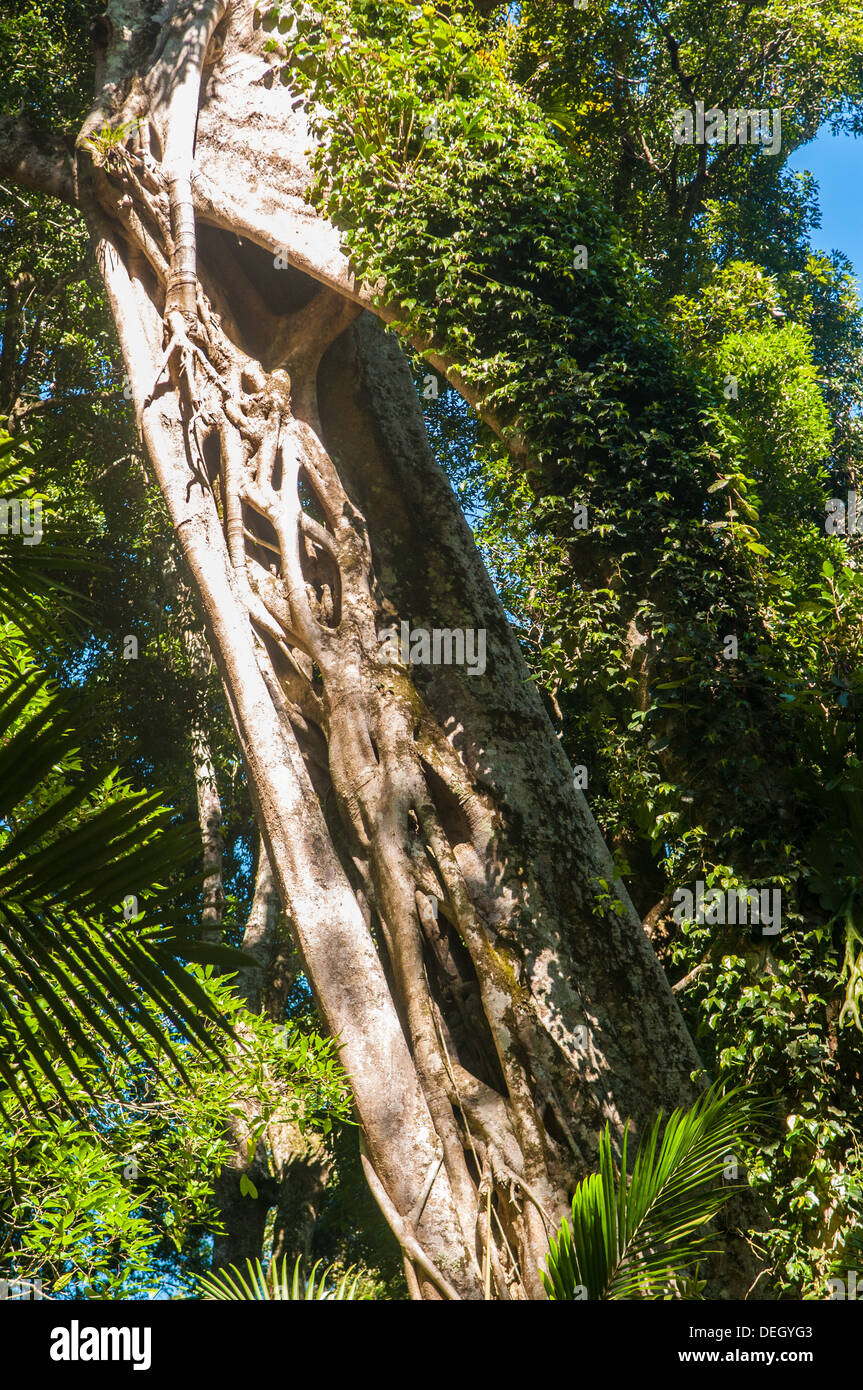 Strangler fig, Mt. Mitchell, Main Range National Park, Queensland ...