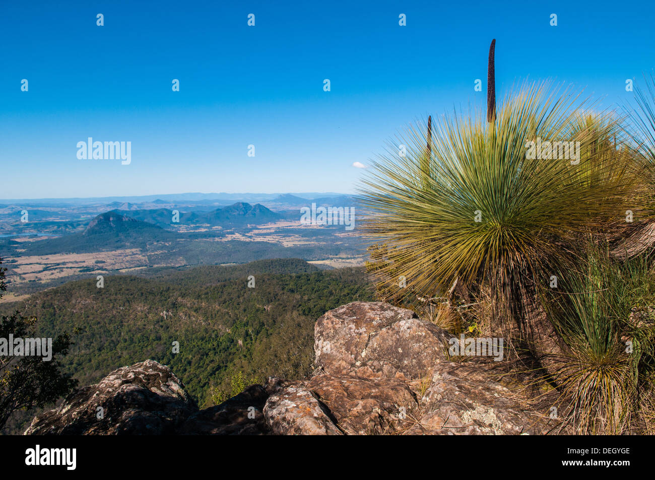 Grass trees on the summit of Mt. Mitchell, Main Range National Park ...
