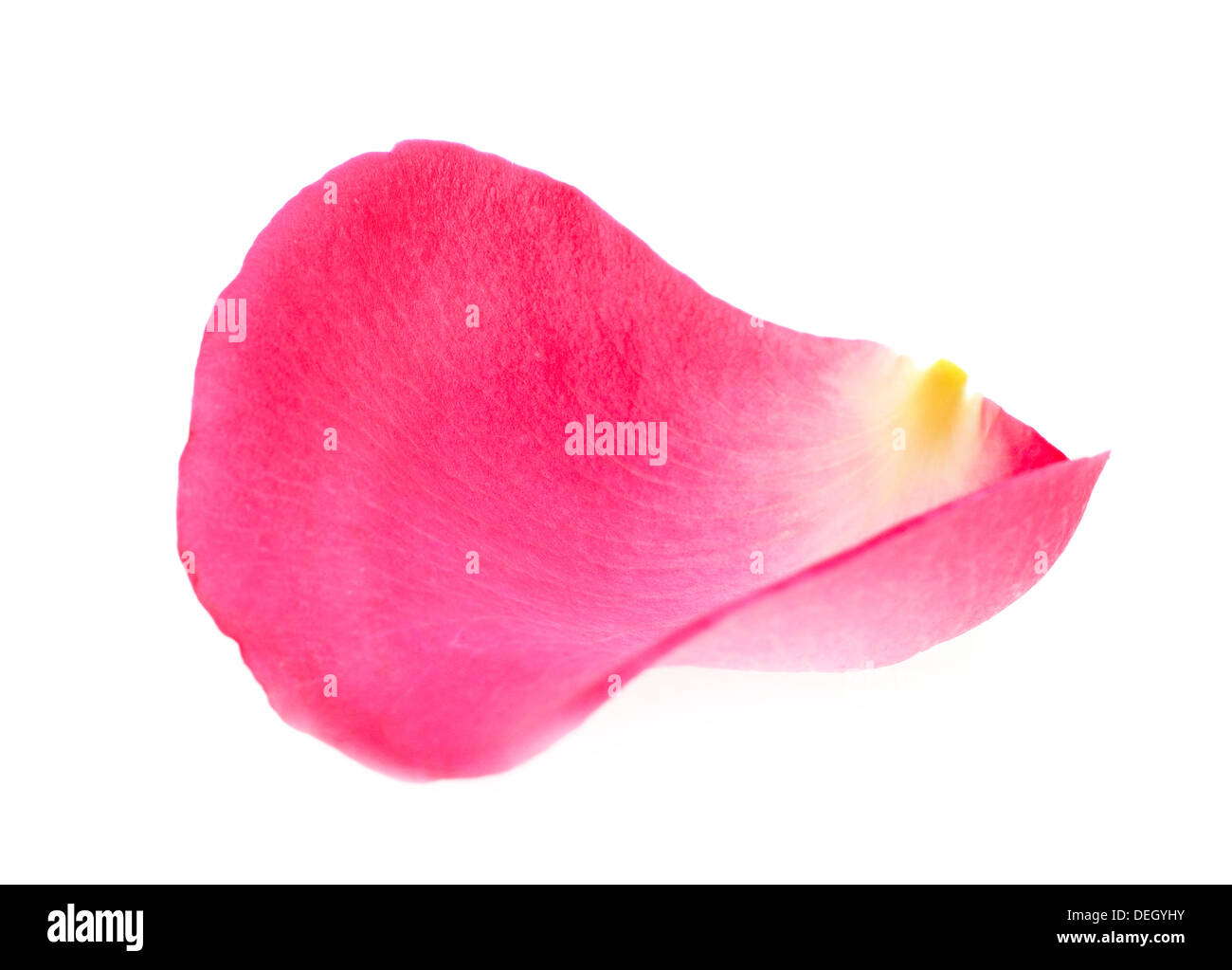 Single Rose Petal Png
