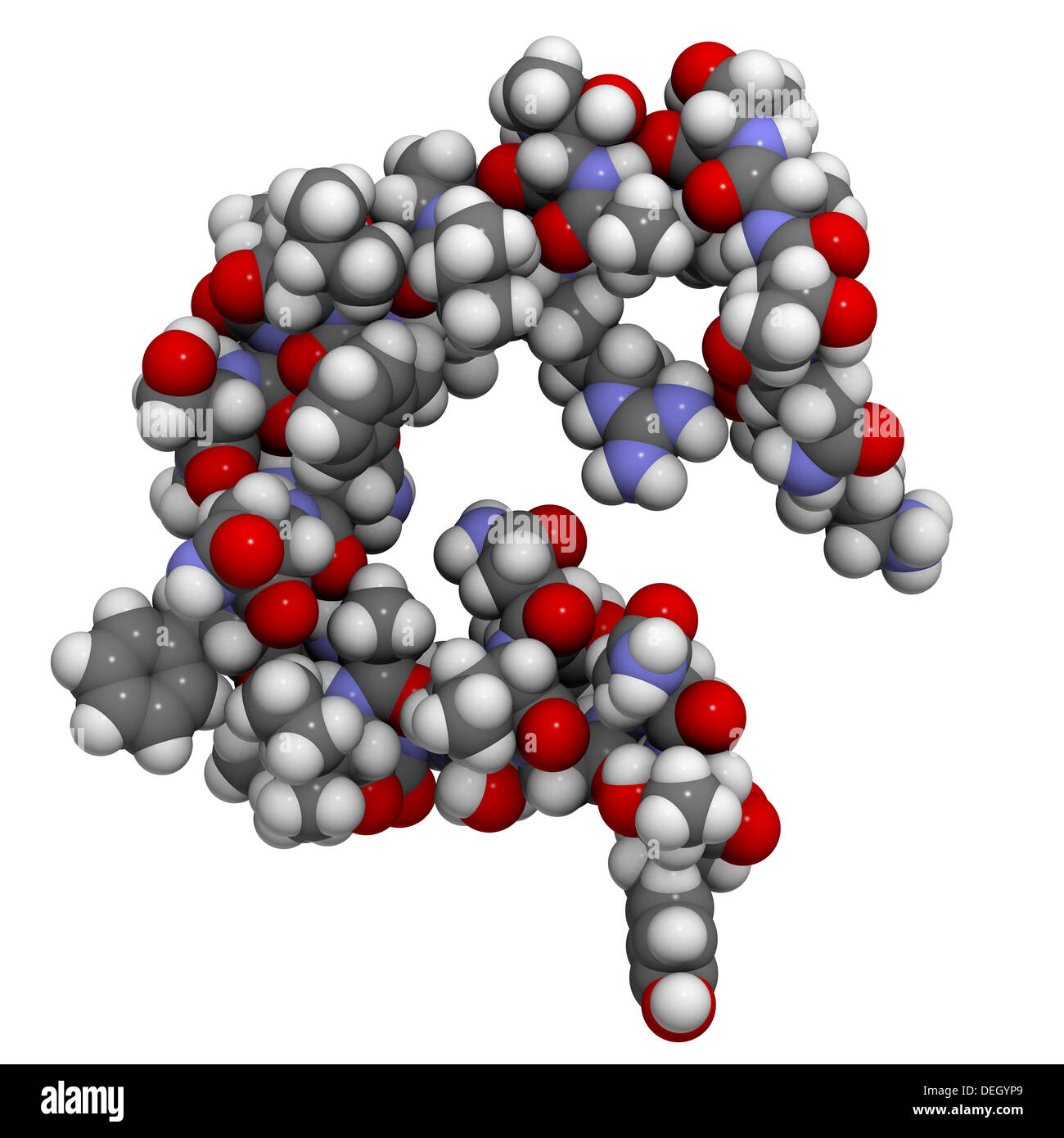 Amylin (Islet Amyloid PolyPeptide, IAPP) molecule. Peptide hormone that ...