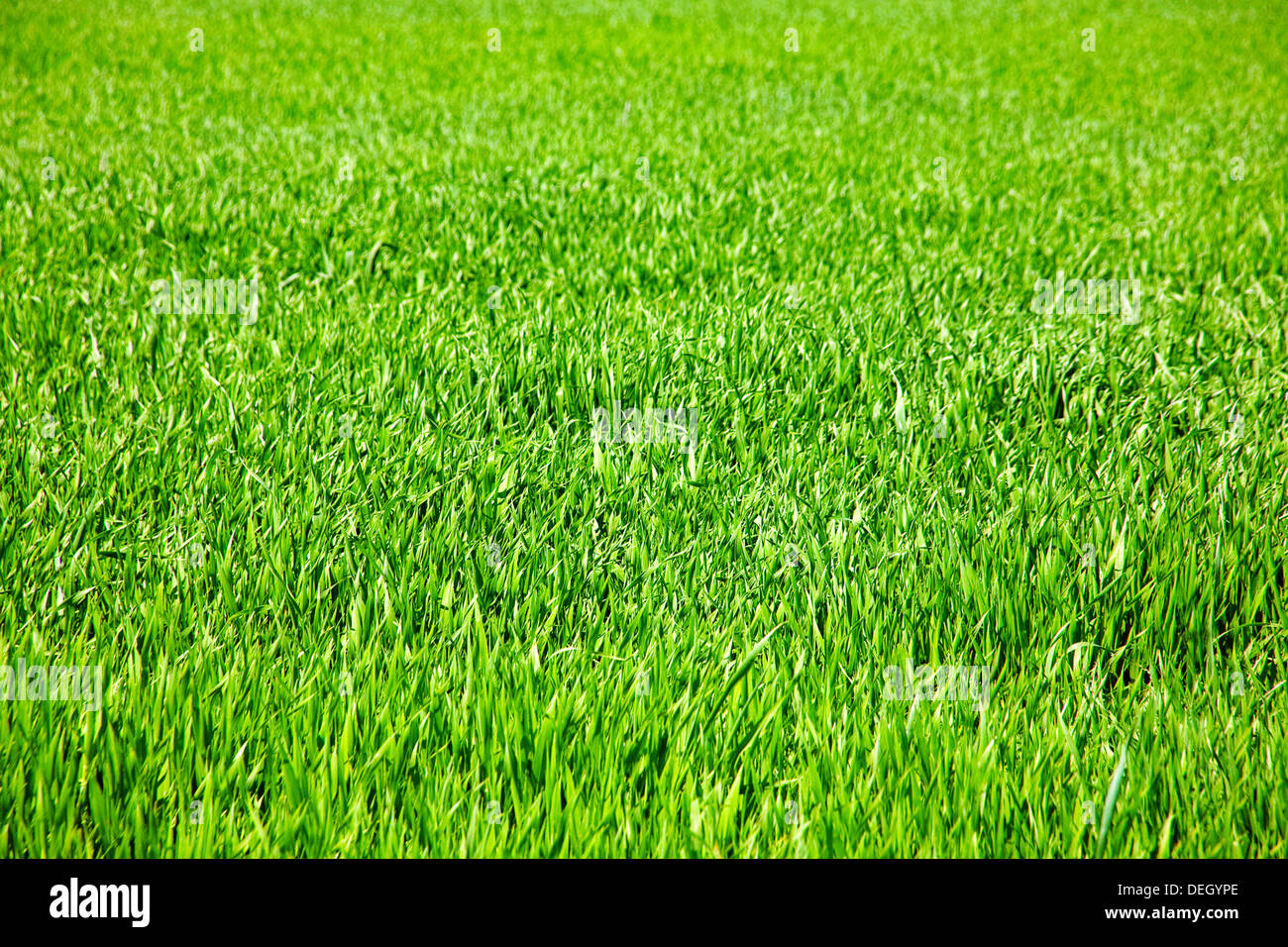 Green herb in spring background Stock Photo - Alamy