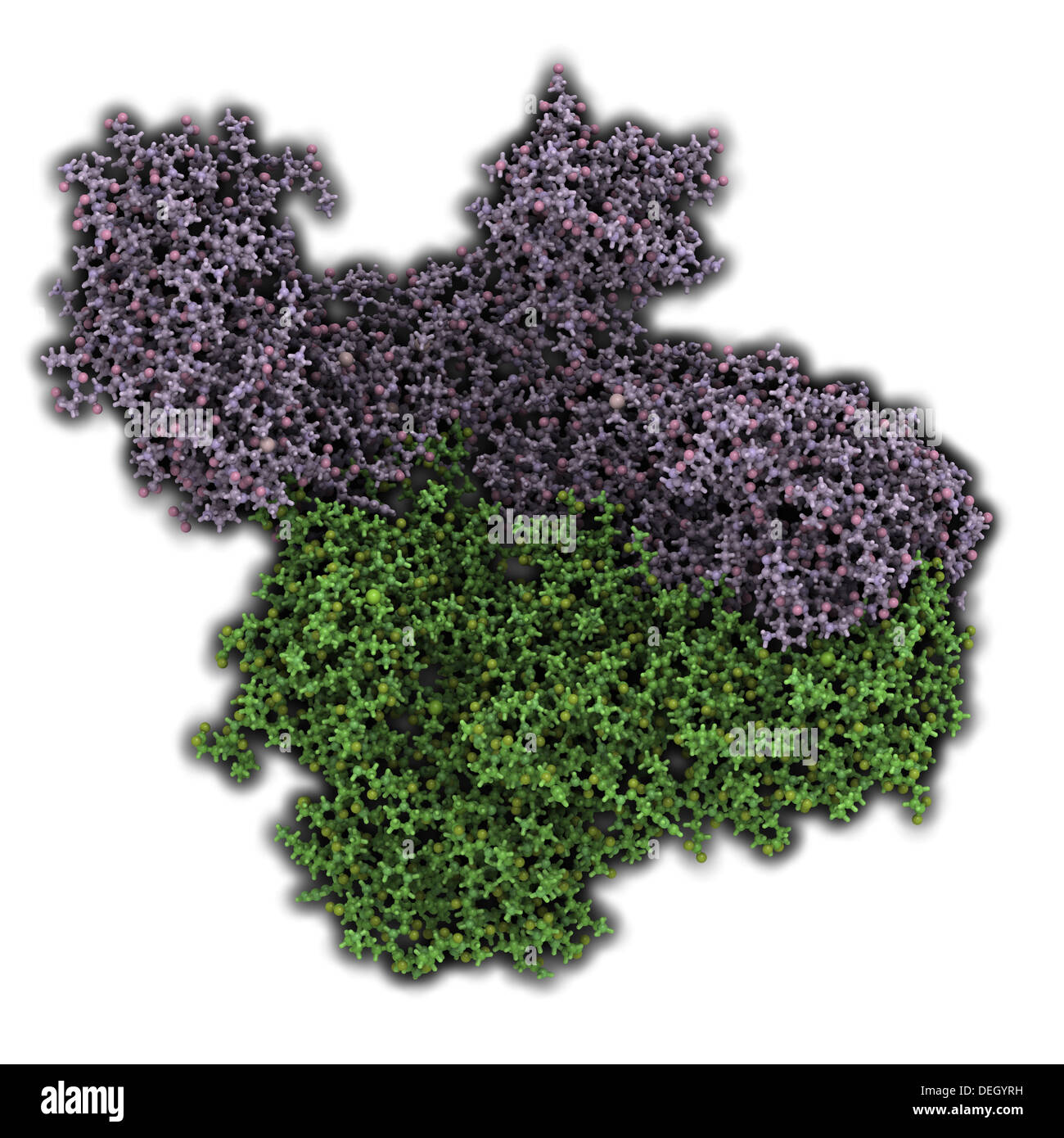 HIV-1 reverse transcriptase (RNA-dependent DNA polymerase, RT ...