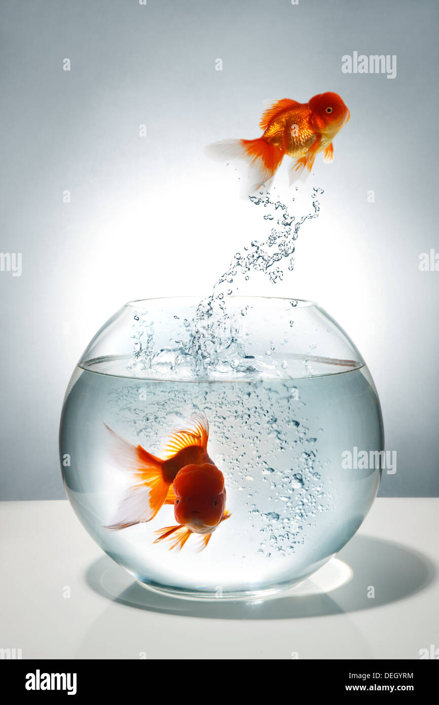 Gold fish tank hi-res stock photography and images - Alamy