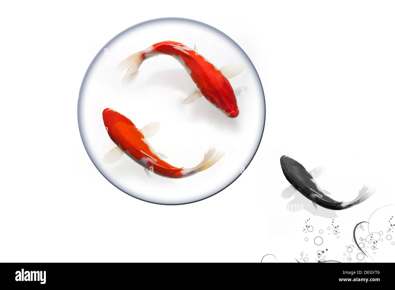 Three gold fish hi-res stock photography and images - Alamy