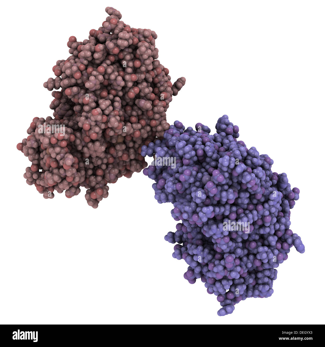 Memapsin hi-res stock photography and images - Alamy