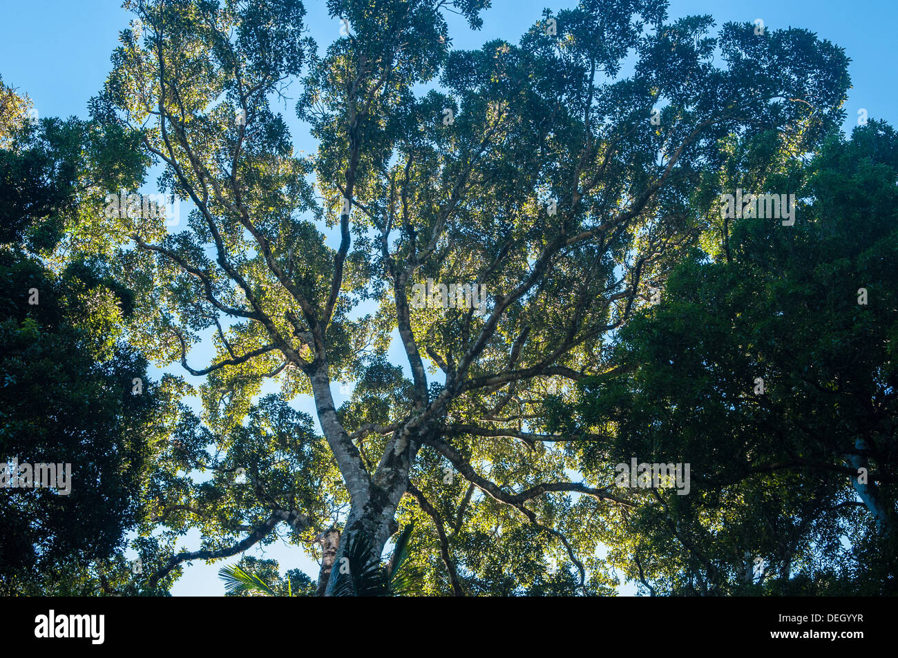 Large rainforest tree, Main Range National Park, Queensland, Australia ...