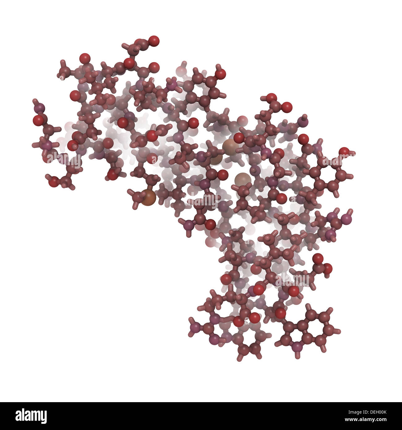 Human epidermal growth factor (hEGF). Growth factor that binds to the ...