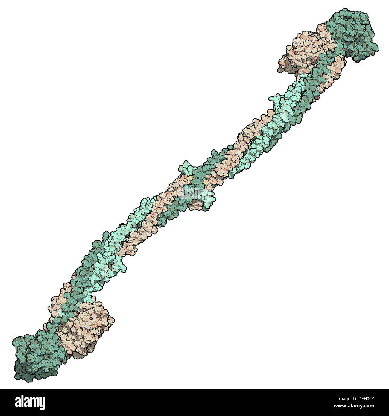 Human fibrinogen (factor I) protein. Fibrinogen is a soluble plasma ...