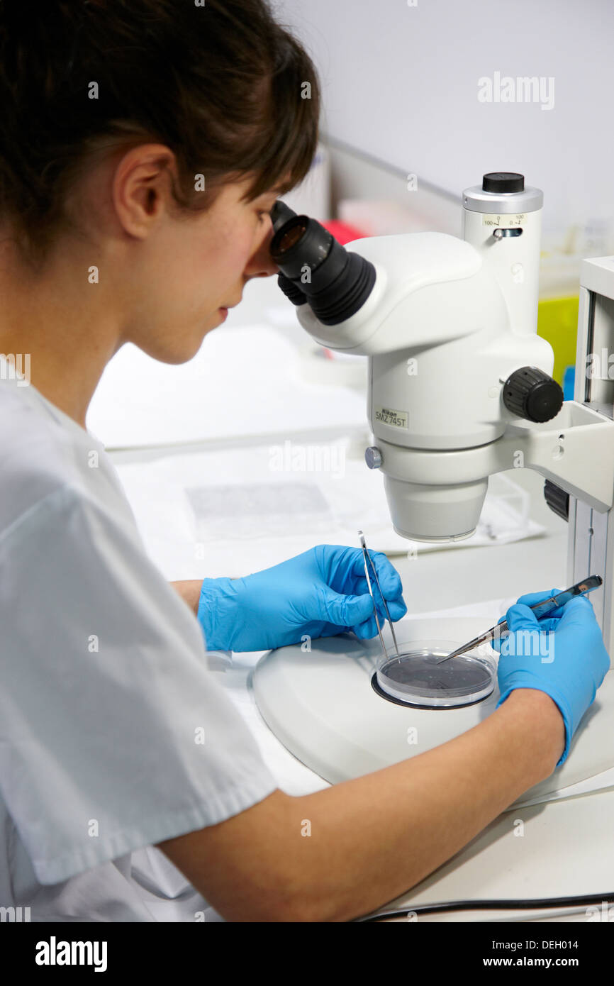 Tissue engineering hi-res stock photography and images - Alamy