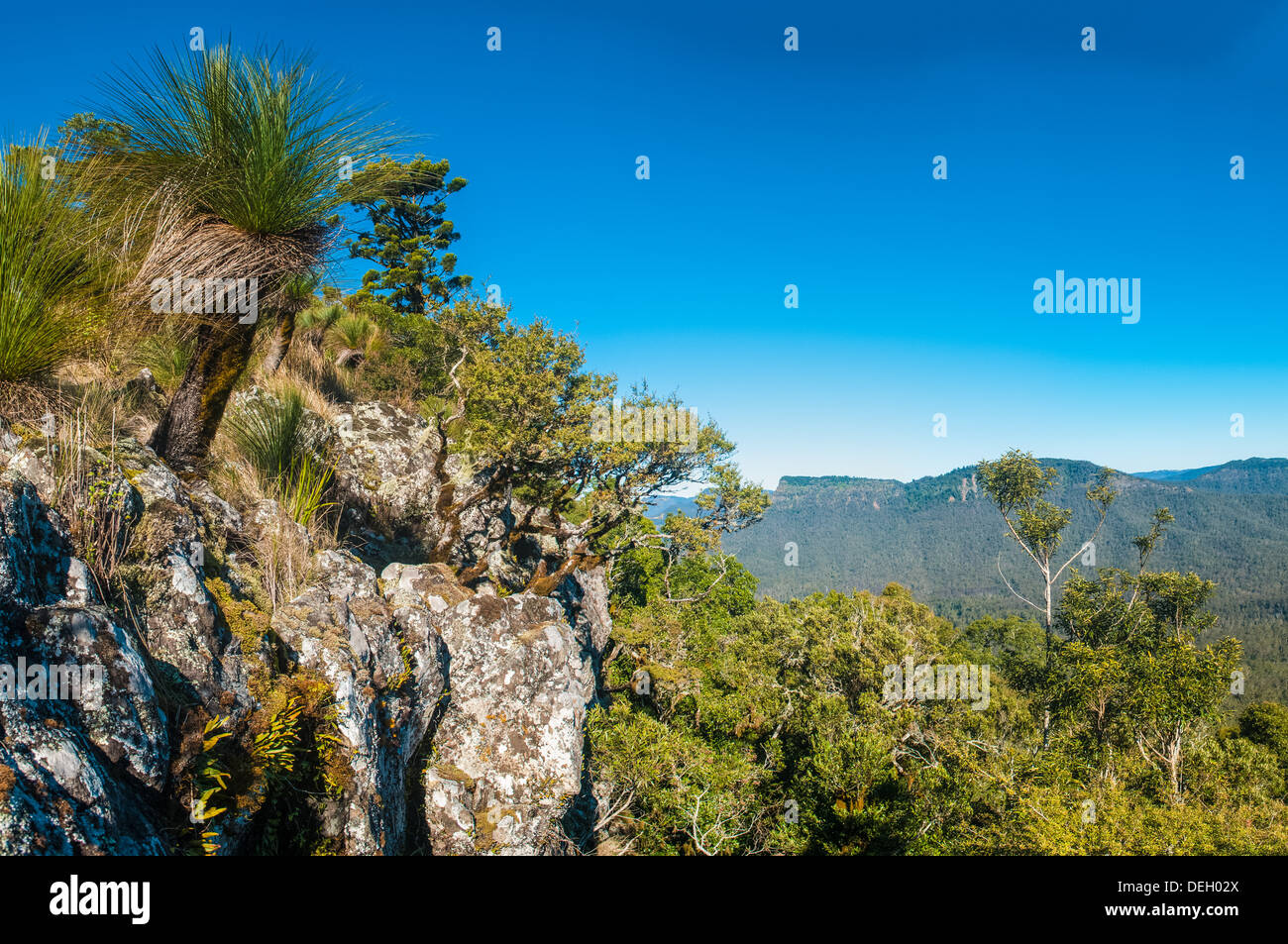 Grass trees on the summit of Mt. Mitchell, Main Range National Park ...